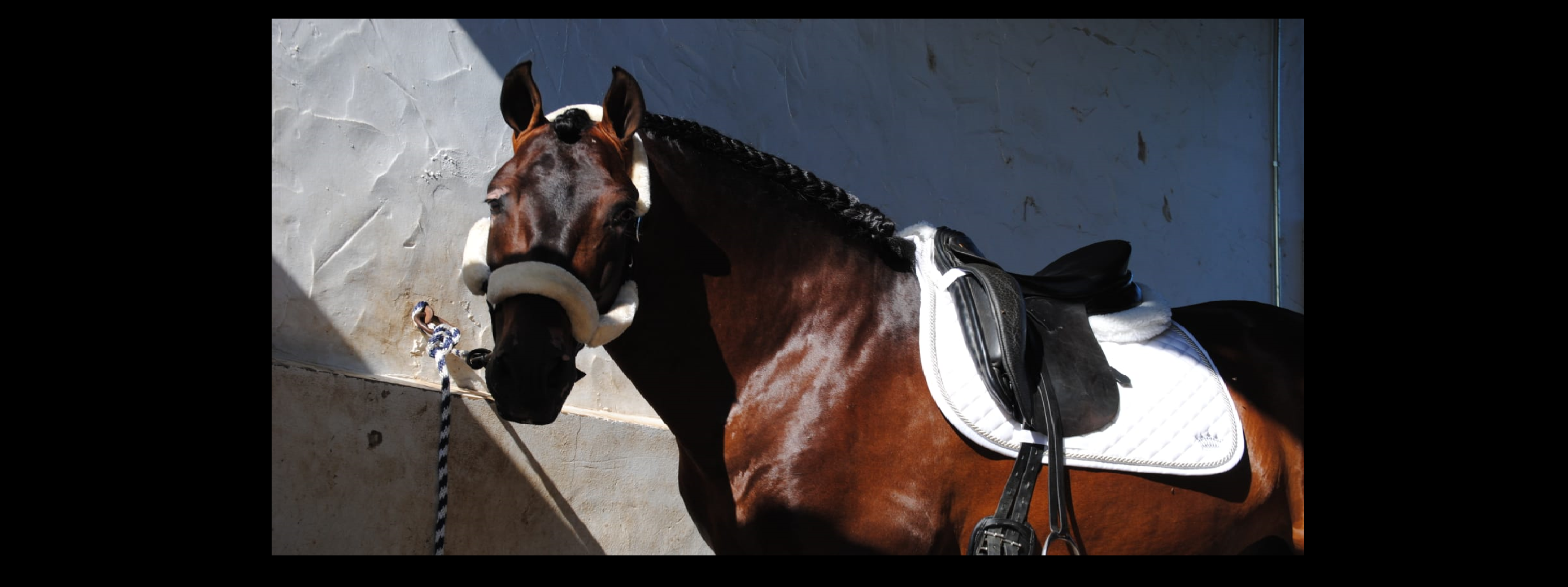 Veterinary Inspection - MP Dressage Horses