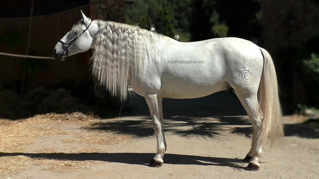 Quality Iberian Horses for Sale - PRE Andalusian / Lusitano Horses