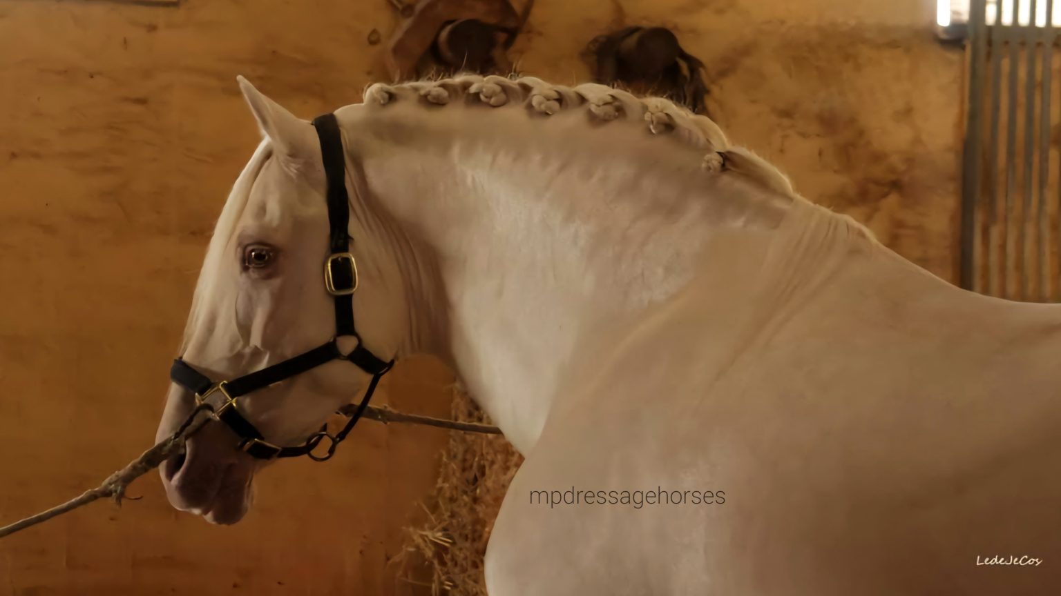 Quality Iberian Horses for Sale - PRE Andalusian / Lusitano Horses